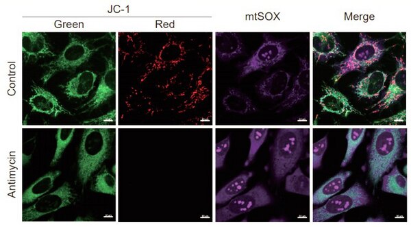 BioTracker™ Far Red Mitochondrial Superoxide Live Cell Probe | SCT278 ...